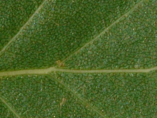 texture 0024 - Texturelib